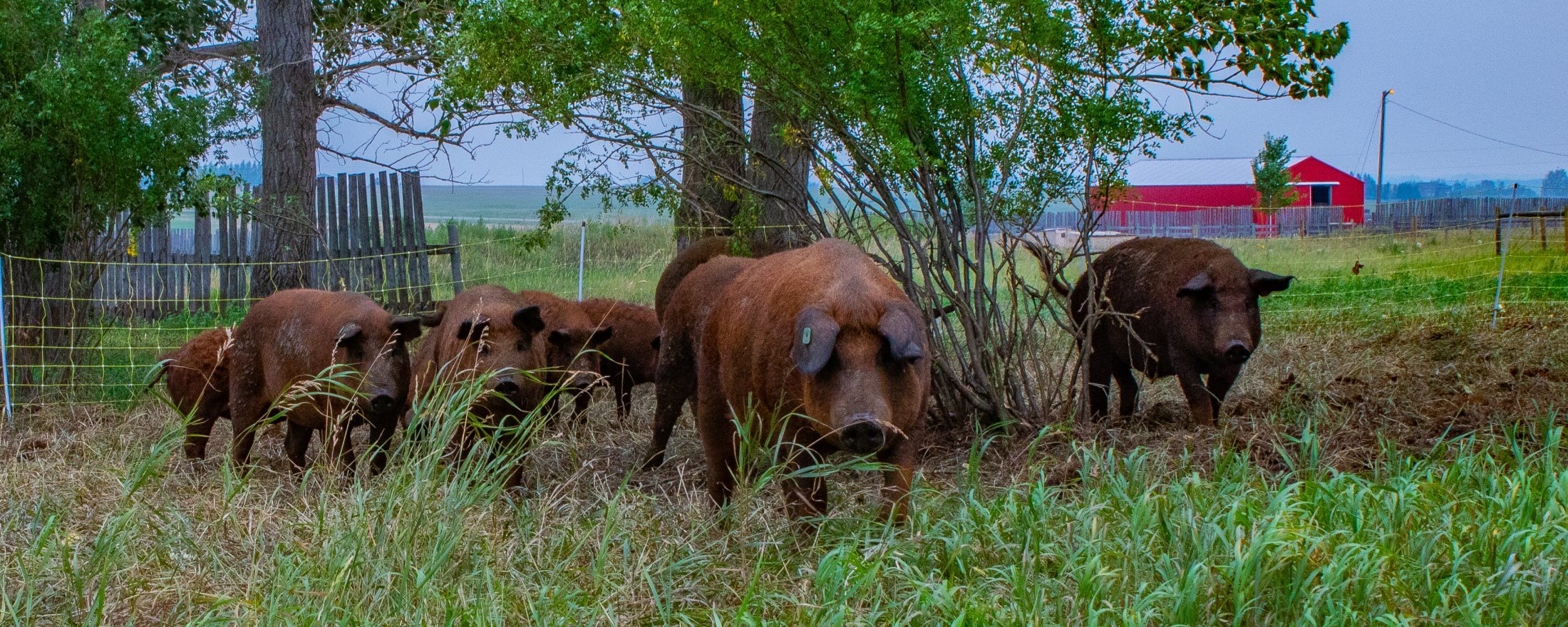 What Are Mangalitsa Pigs - EH Farms